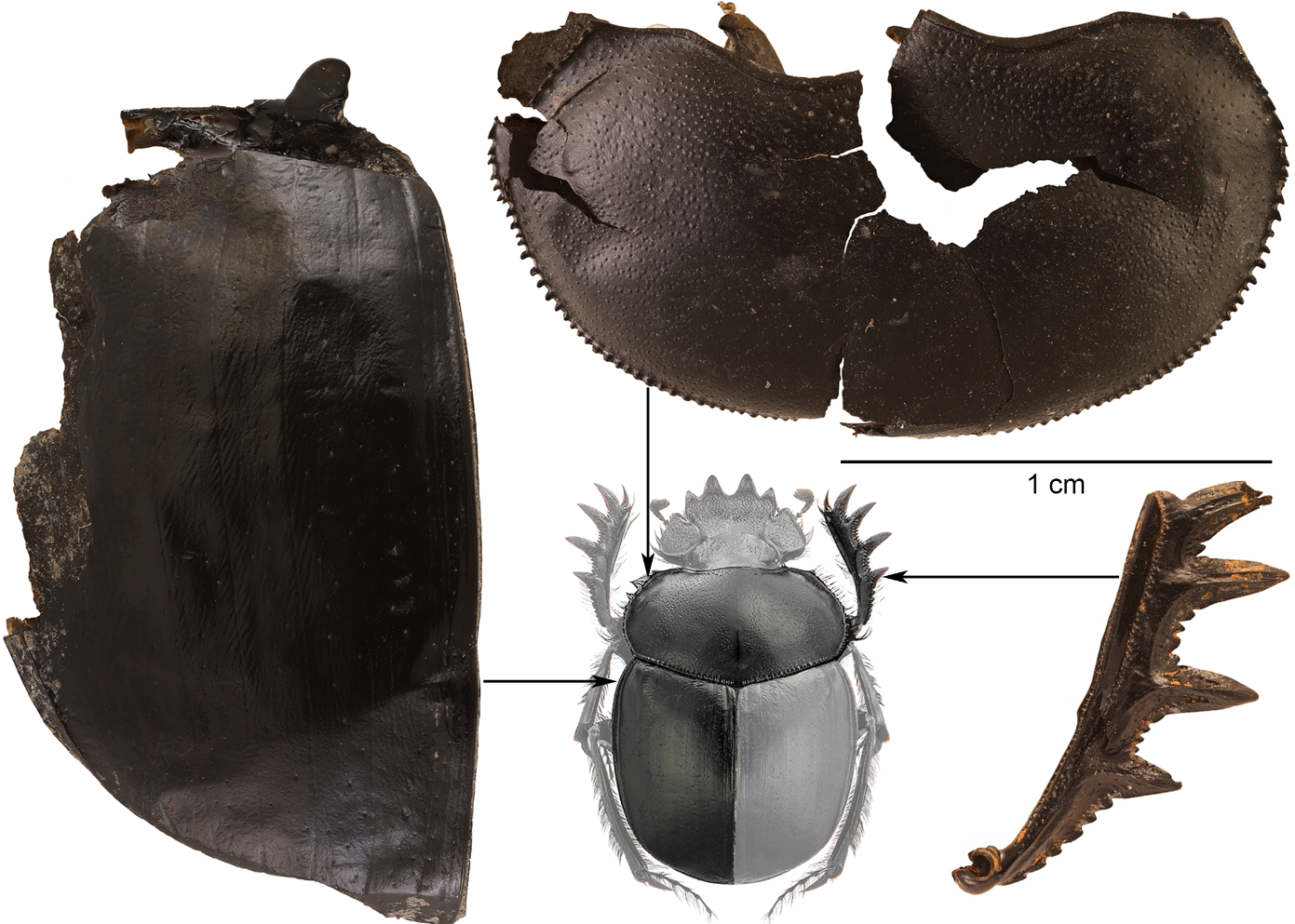 Rolling through time: Scarab remains reveal 4,000 years of coastal ...