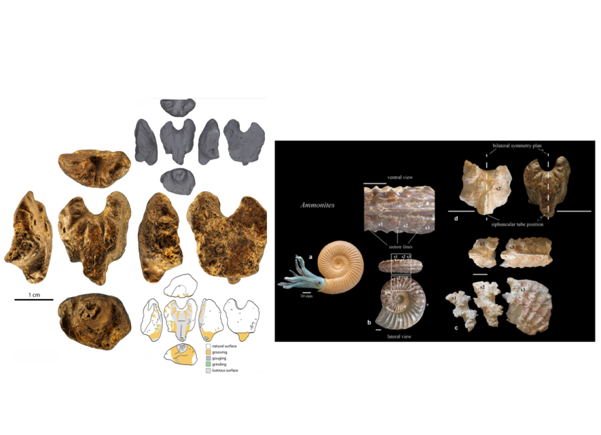 Il y a 36 200 ans, dans le Jura, Cro-Magnon sculptait les fossiles d ...